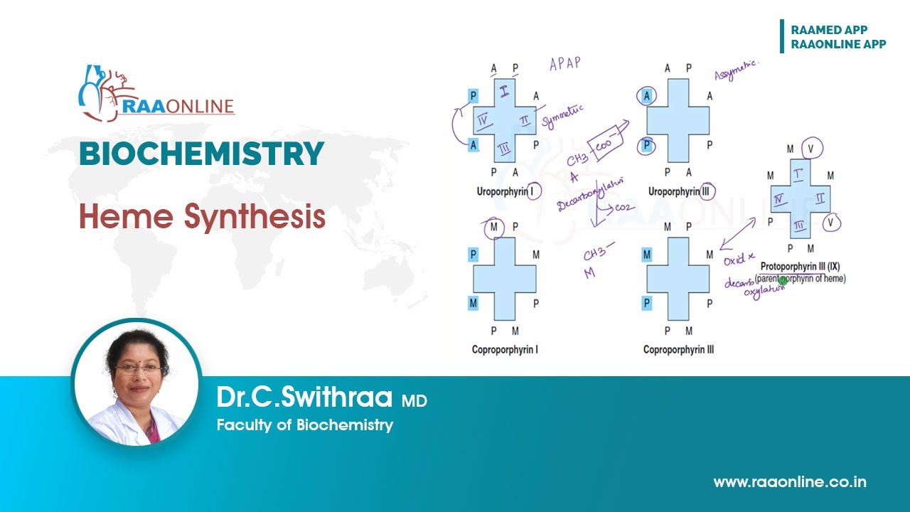 Heme Synthesis - YouTube