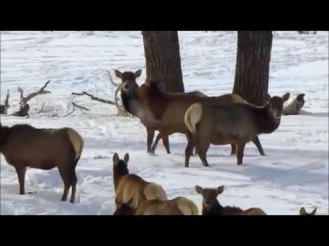 Cirgilcin Kongurey Tuva Turkleri (Nomadic Old Turkish Music)