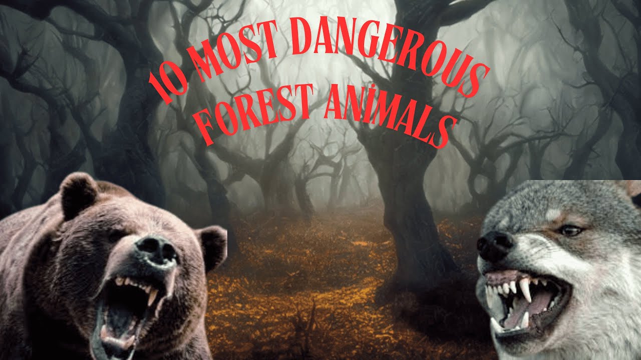 Danger in the Wild: 10 Most Dangerous Forest Animals - YouTube