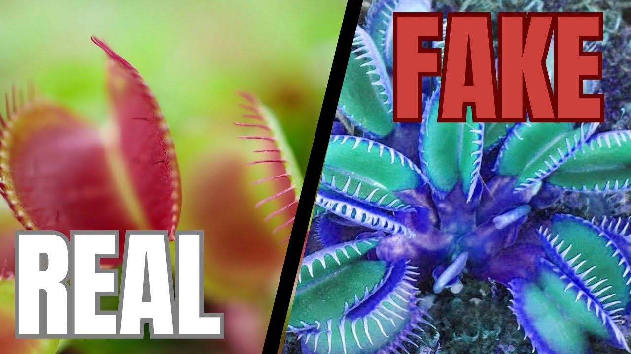 You Bought What? How To Avoid Plant Scams! - YouTube