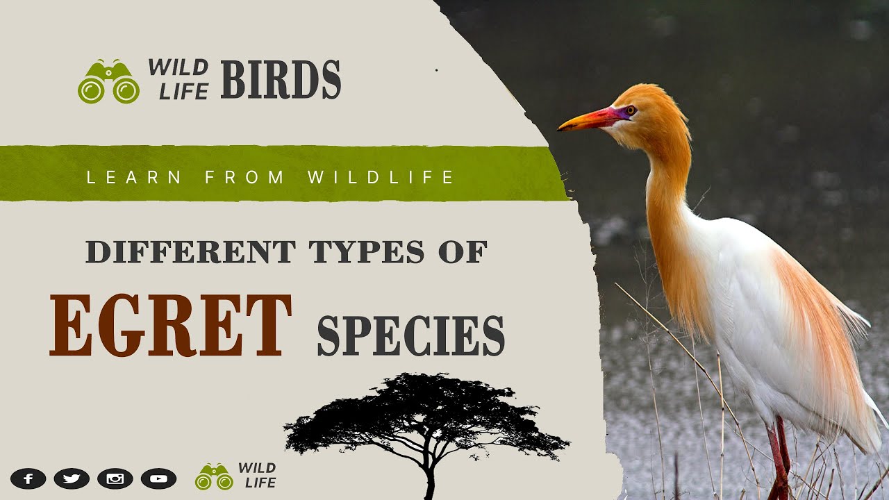Egret Birds II Different Types of Egret Birds Species Name II ...