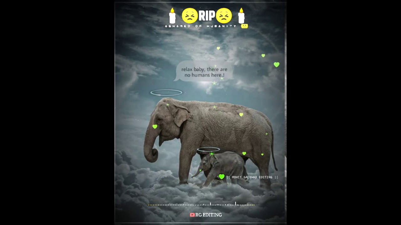 Rip Humanity Status | Elephant Death In Kerala Status | Rip Elephant ...