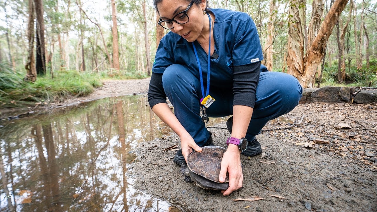 Broadshell Turtle Mama's Shell Repair and Release - YouTube