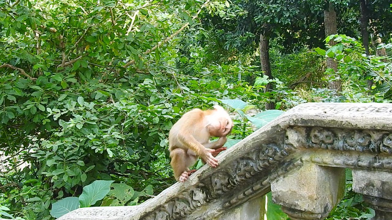 Why Saro pulls his own head? - YouTube