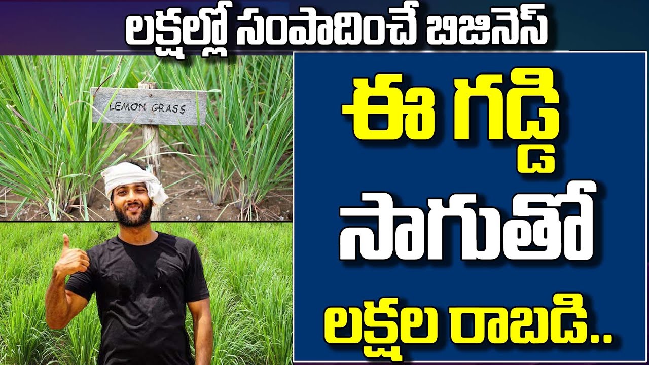 ఇది లాభాల పంట! ఈ గడ్డి సాగుతో రూ. లక్షల రాబడి.. | Lemon Gross Farming ...