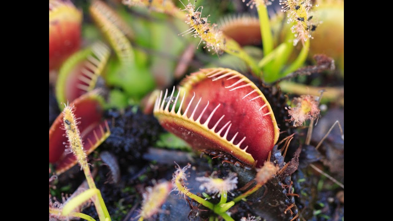Swamp Assassin The Mystery Behind Dionaea muscipula's Snap - YouTube