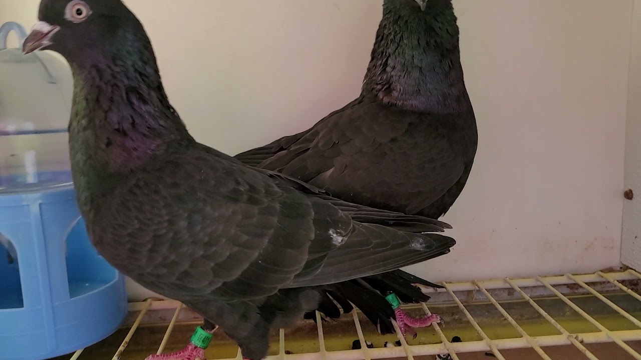 Some of 2022 breeding pairs. 5 pairs of Tippler pigeons and 1 pair of ...