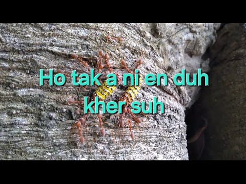 Saihmarthur in Pangang ei an tum // thil hmuh tur vang deuh mahse a ho ...