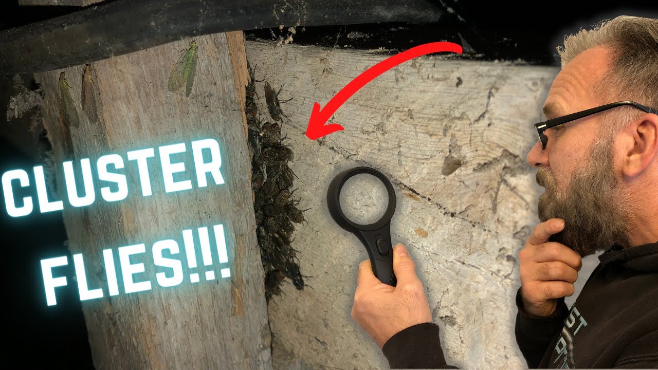 STOP CLUSTER FLIES! Use RAPID release AEROSOLS & kill cluster fly ...