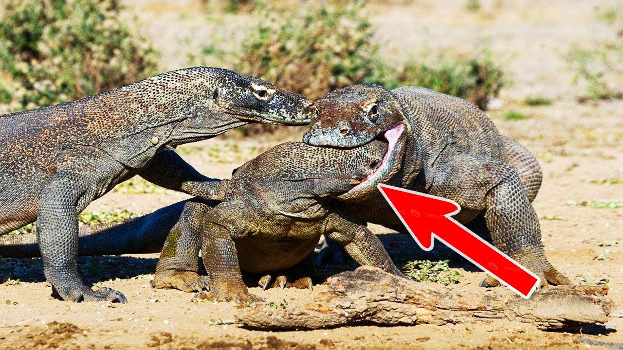 Damn Nature You Scary | Rare & Scary Animal Encounters | Animals Go On ...
