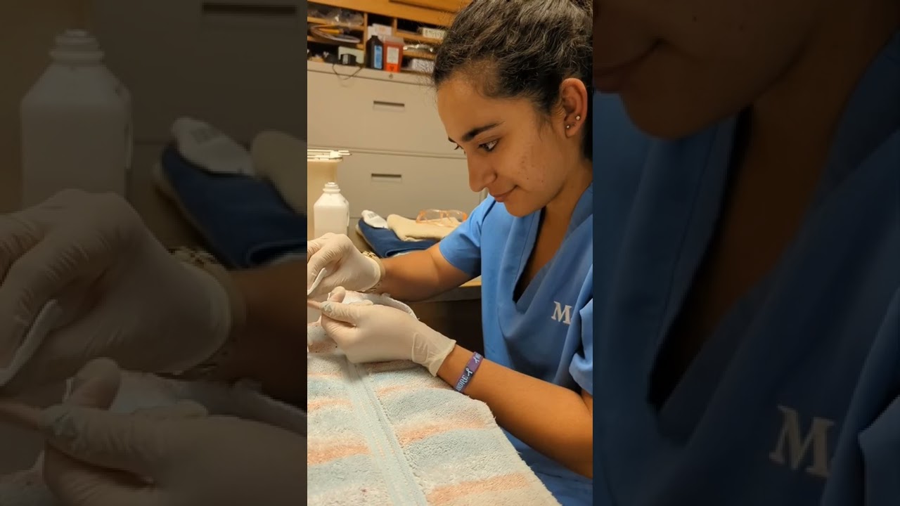 Rodent Injections & Venipuncture - YouTube