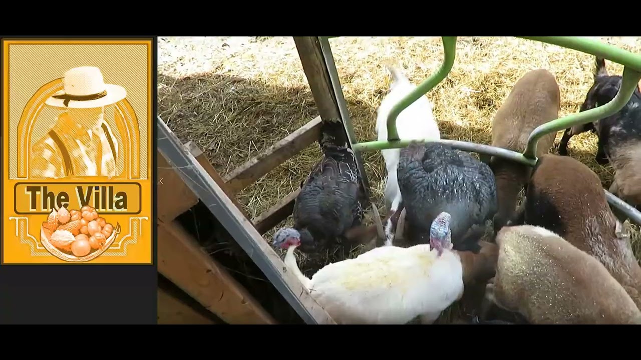 The Villa Farms - Feeding the Birds, Sheep and Cattle - YouTube