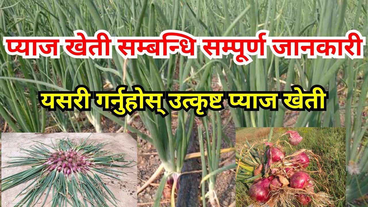 प्याज खेती गर्ने तरिका || Onion Cultivation || Pyaj Kheti || Adhunik ...