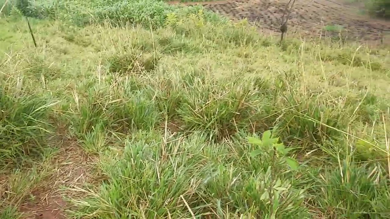 voce vai plantar o capim mombaça então veja este video antes ... - YouTube