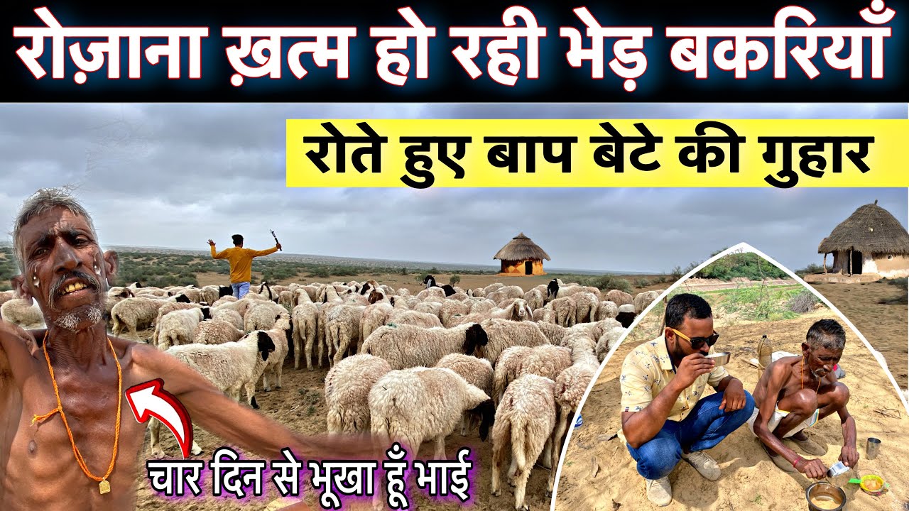 रोते बिलखते-बाप बेटे की भेड़-बकरियाँ सामने ही ख़त्म-धोरो में भूखे मिले ...