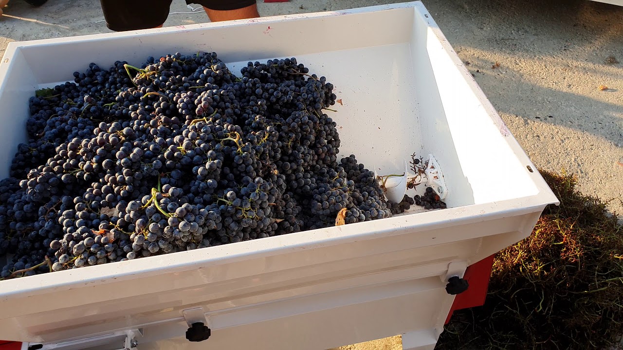 Shtrydhja e Rrushit(1) - YouTube