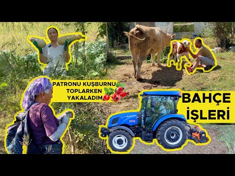 BAHÇE İŞLERİ PATRONU KUŞBURNU TOPLARKEN YAKALADIM