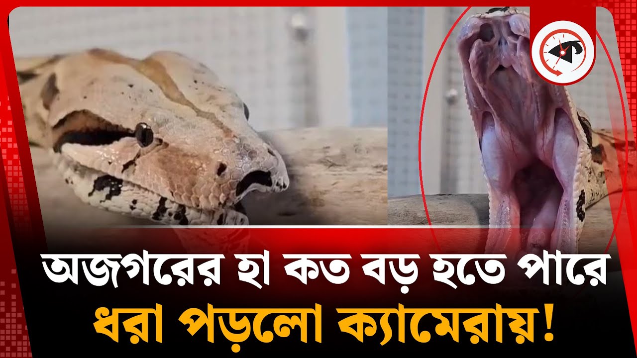 অজগরের হা কত বড় হতে পারে ধরা পড়লো ক্যামেরায়! | Python | Kalbela - YouTube
