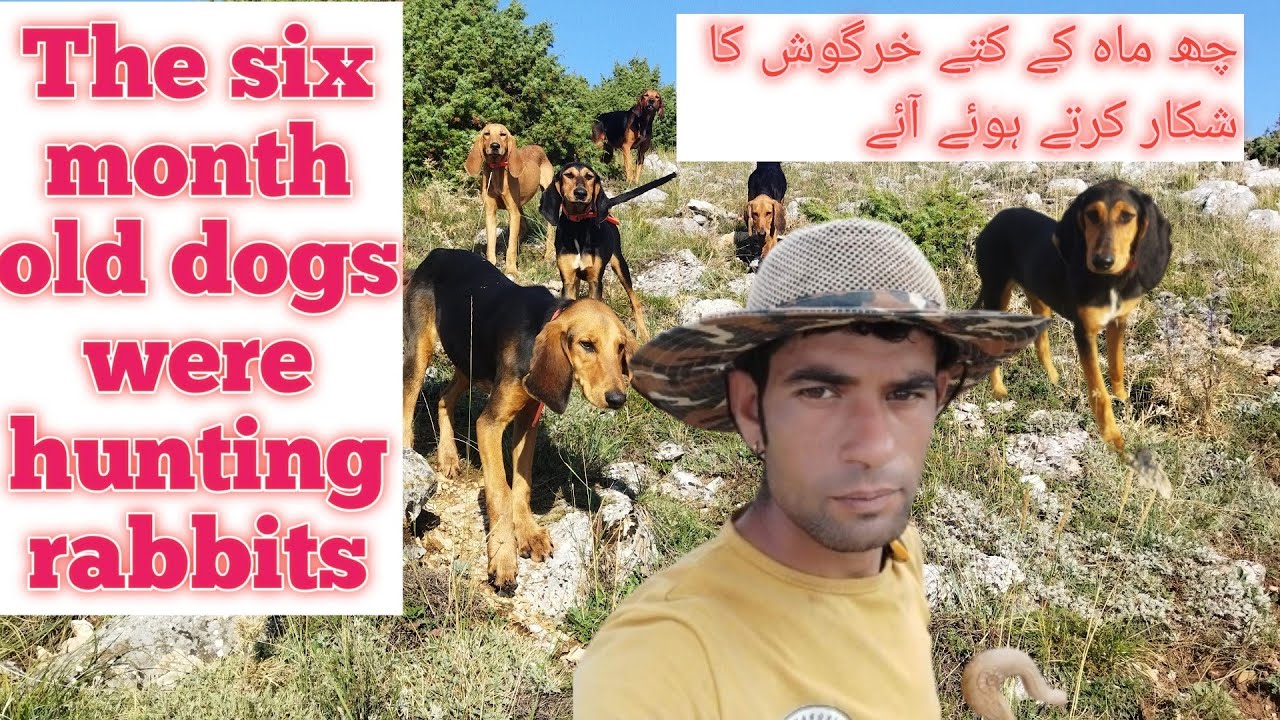 The six month old dogs were hunting rabbits in Greece - YouTube