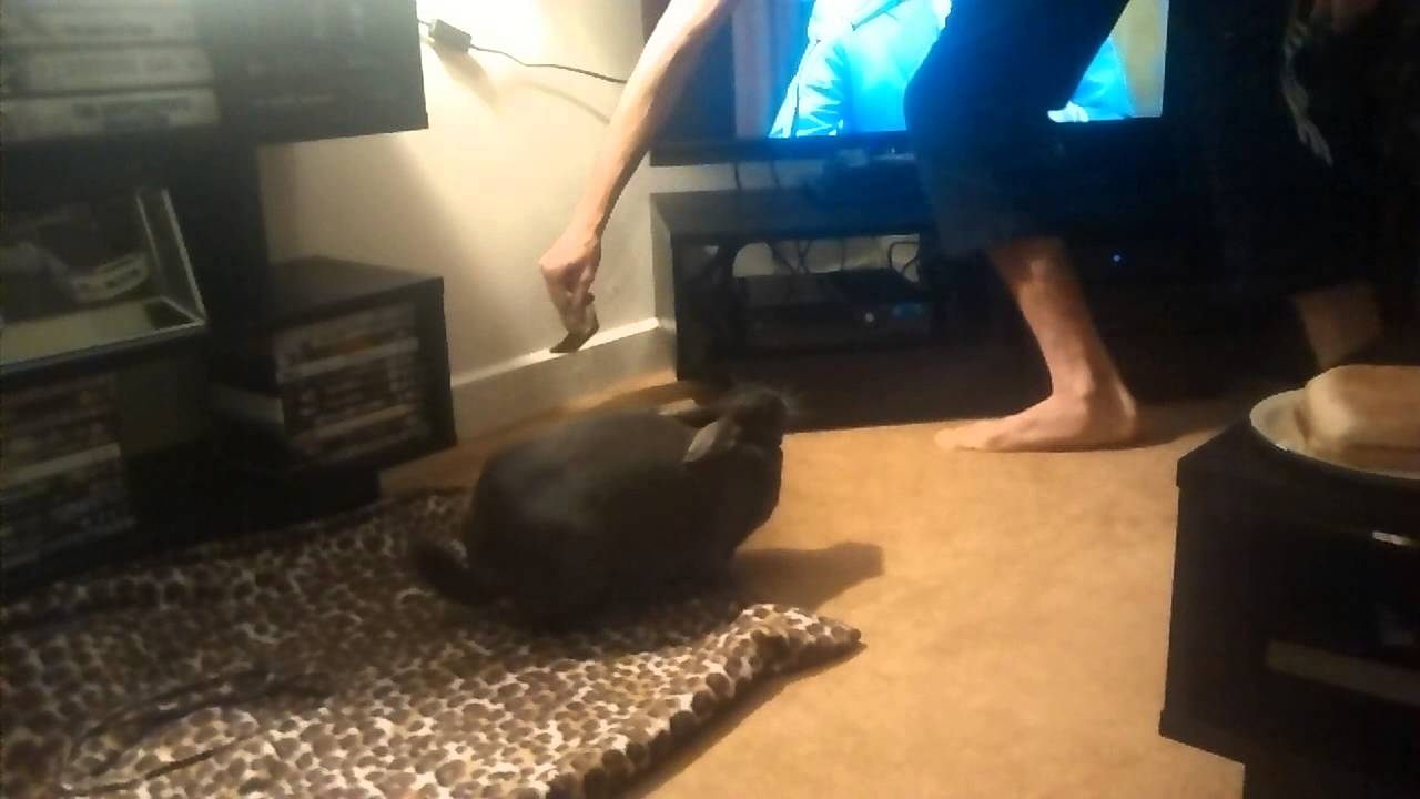 Rabbit attacks man - YouTube