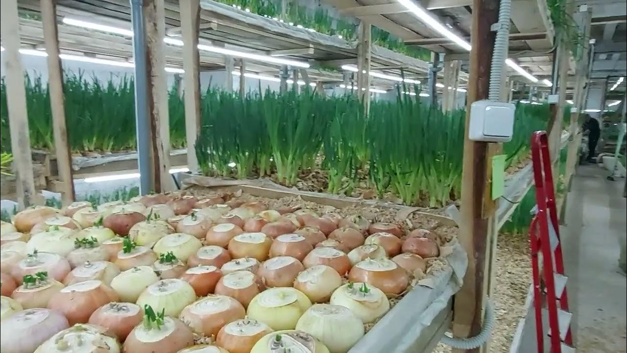 ЦЕНА ЗА КИЛОГРАММ ЛУКА 3000 рублей!!!!! - YouTube