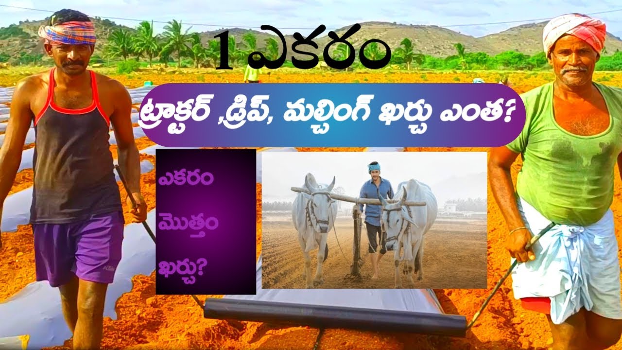1 acre మల్చింగ్ పేపర్,డ్రిప్ సాగు విధానం||Tomato sagu|| mulching sheet ...