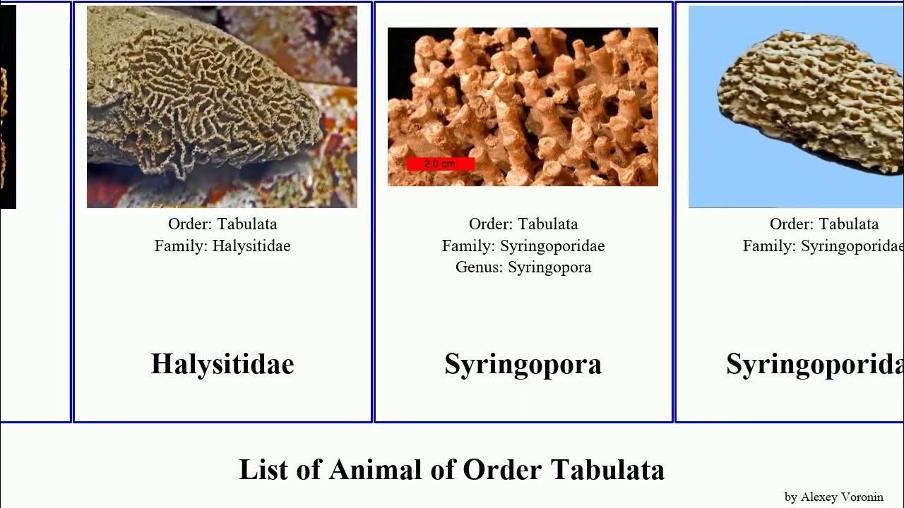 List of Animal of Order Tabulata Thamnopora Cladochonus Aulopora ...