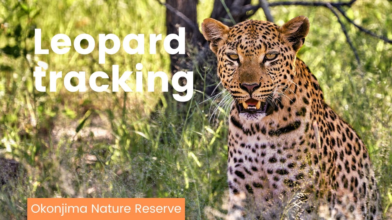 Okonjima Nature Reserve Leopard tracking in Namibia - YouTube