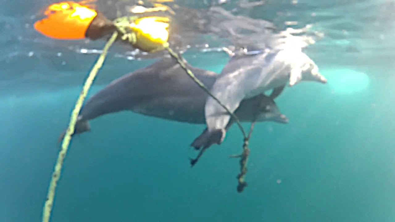 Heartbreaking Footage Of Juvenile Dolphin Caught On Drum Lines In ...