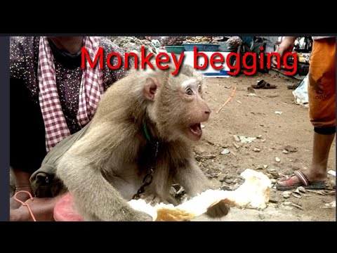 The monkey bugs begging - YouTube