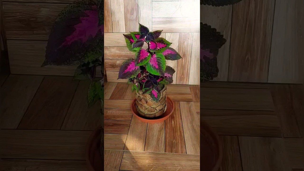 How To Grow Coleus As A Tree #coleus #coleusplant #plants - YouTube