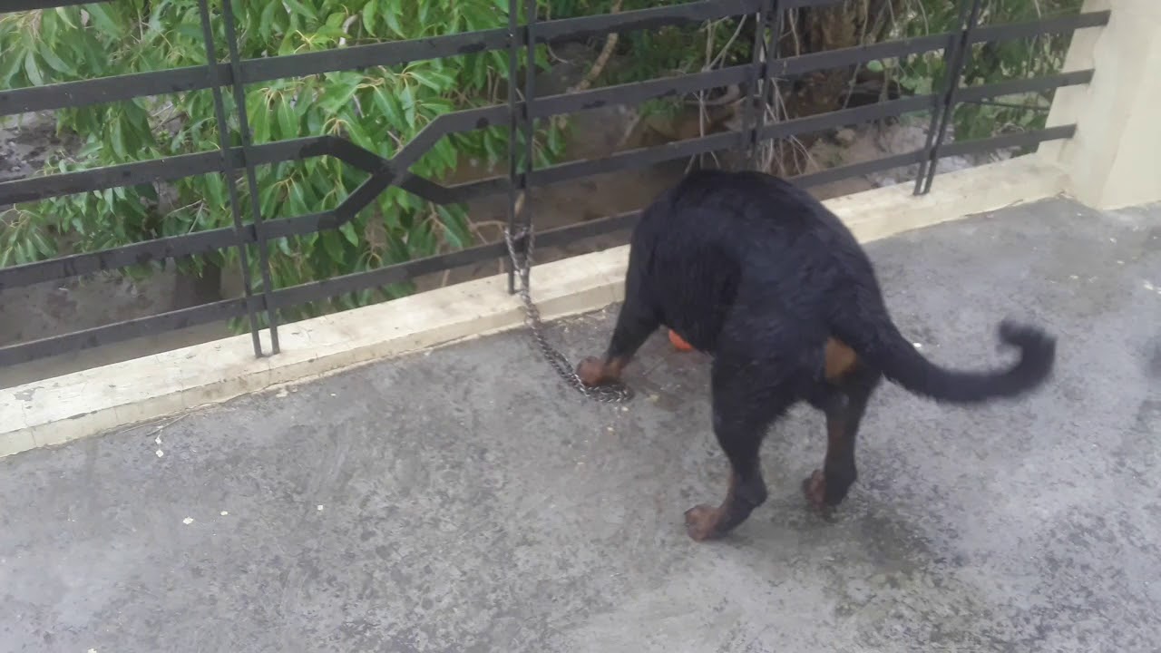 Deepak gujjar robin Dog - YouTube