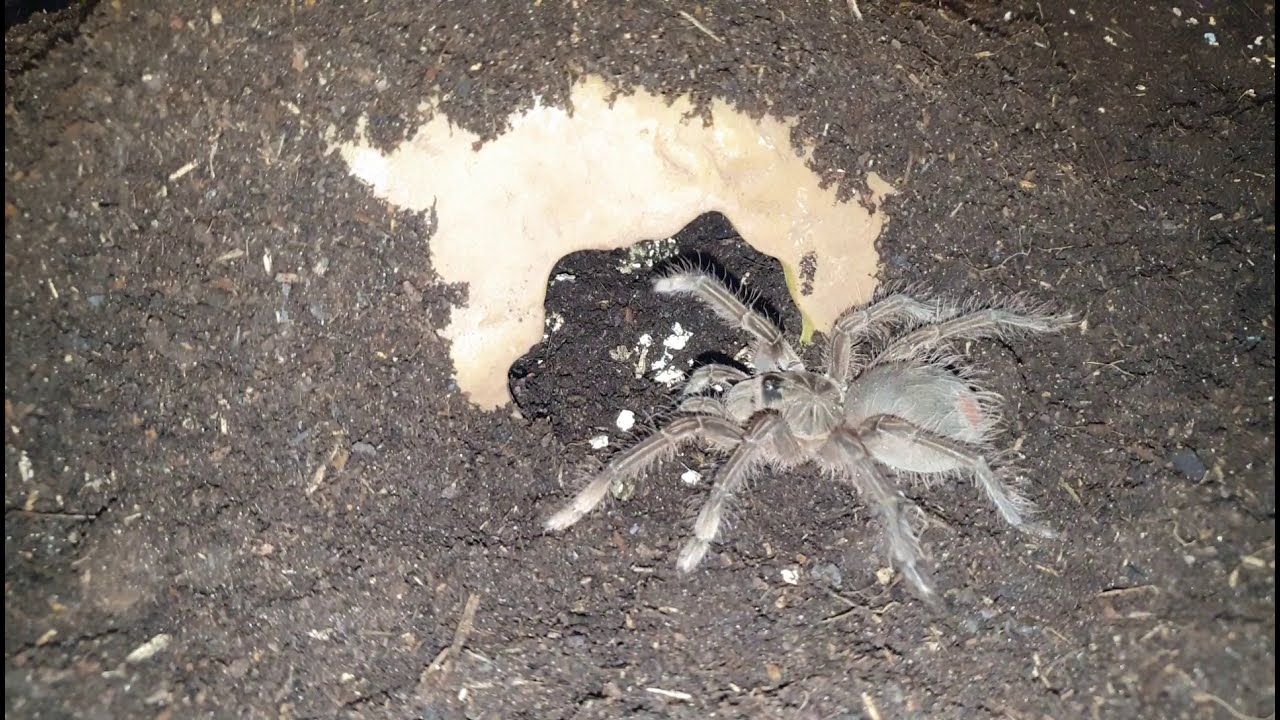 tarantula enclosure has mites! deep clean needed to eradicate them ...