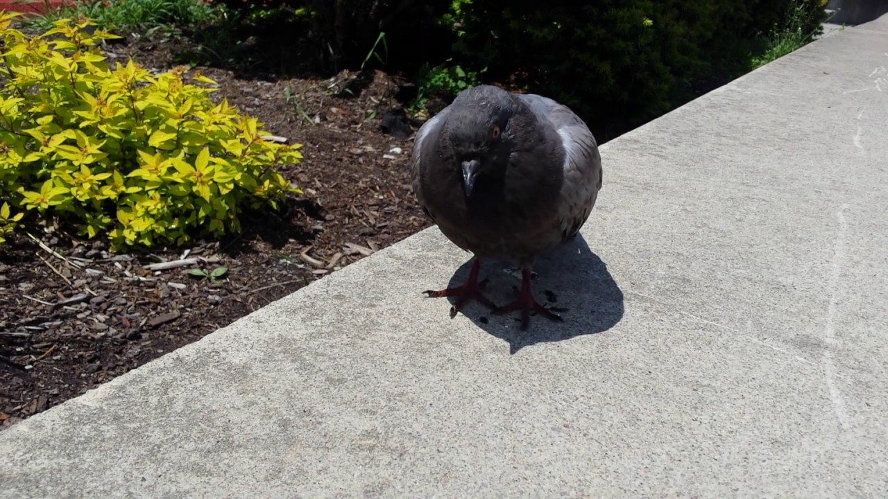 A retarded bird - YouTube