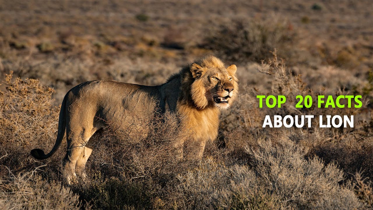 20 interesting facts about lion | That you need to know in 2025 - YouTube