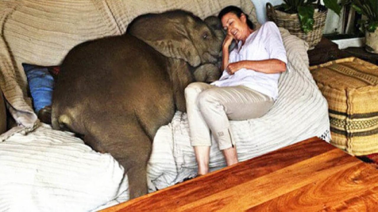 Rescued Baby Elephant Loves His Human Mom So Much He Won’t Let Her Out ...