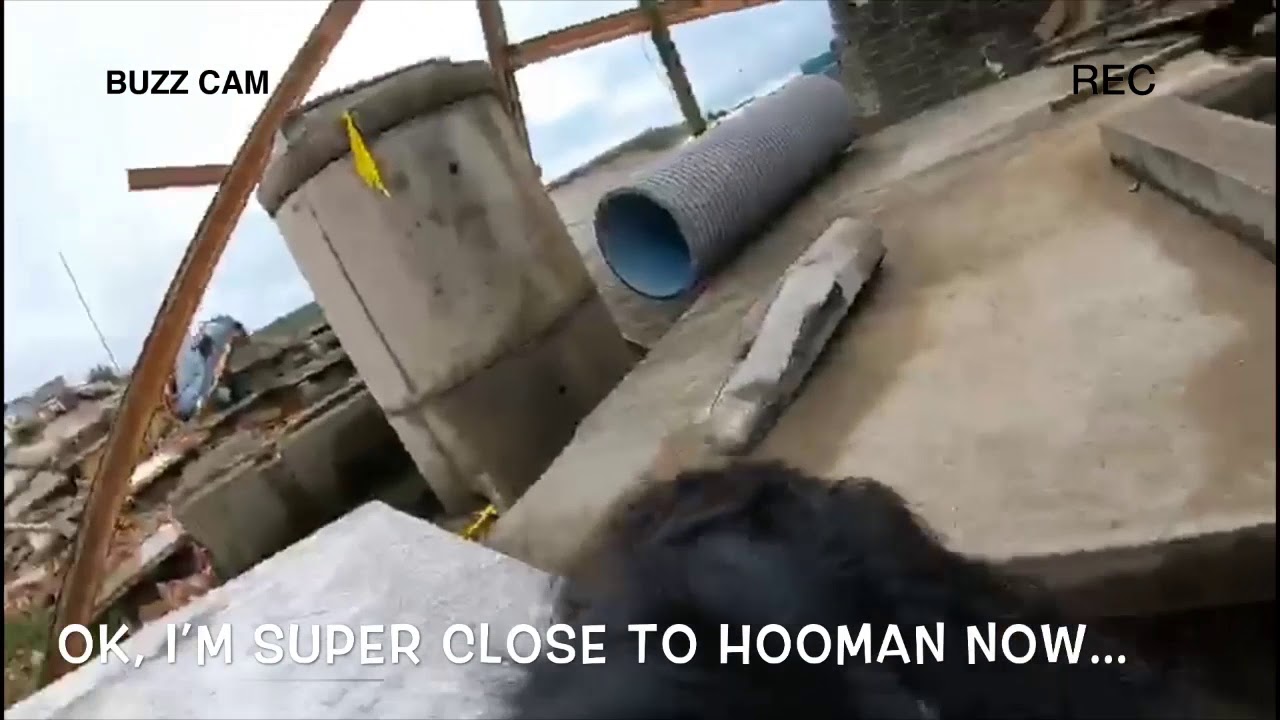 Buzz searching in building collapse - YouTube