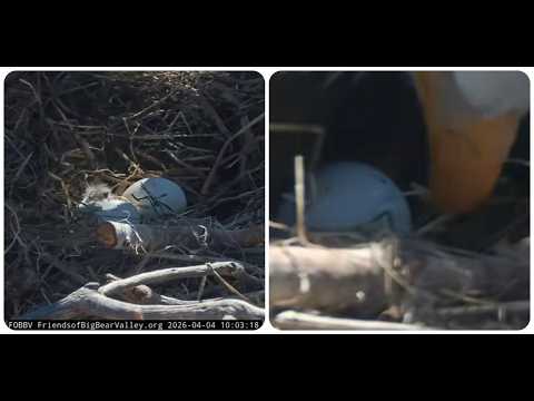 Jackie and Shadow's second egg is also starting to hatch 04.04.2026 @FOBBVCAM