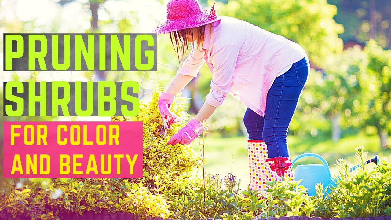 Pruning Shrubs for Color and Beauty - YouTube