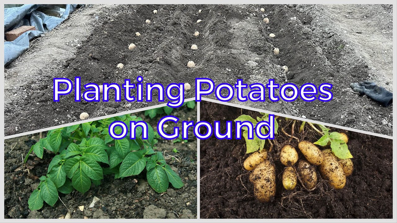 How to Plant Potatoes on Ground | Easy Guide for Gardeners - YouTube