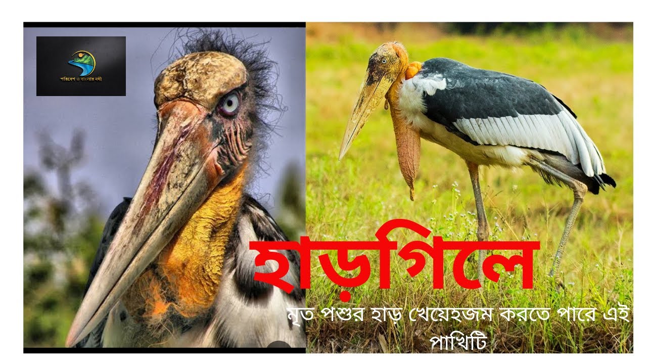 Greater adjutant stork /hargila bird/Bird/Environment/Bengali ...