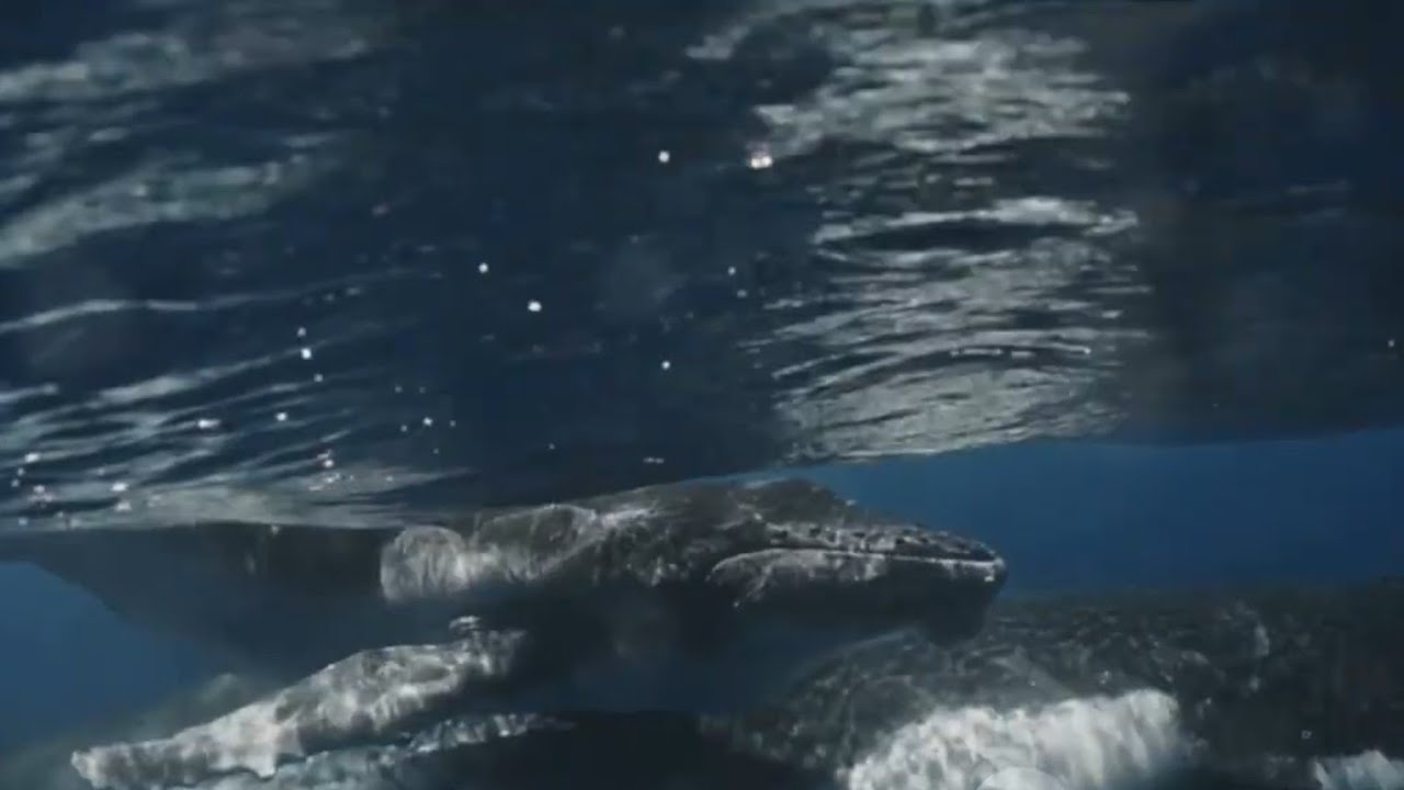 Orca: The Ultimate Hunting Machine in ACTION - YouTube