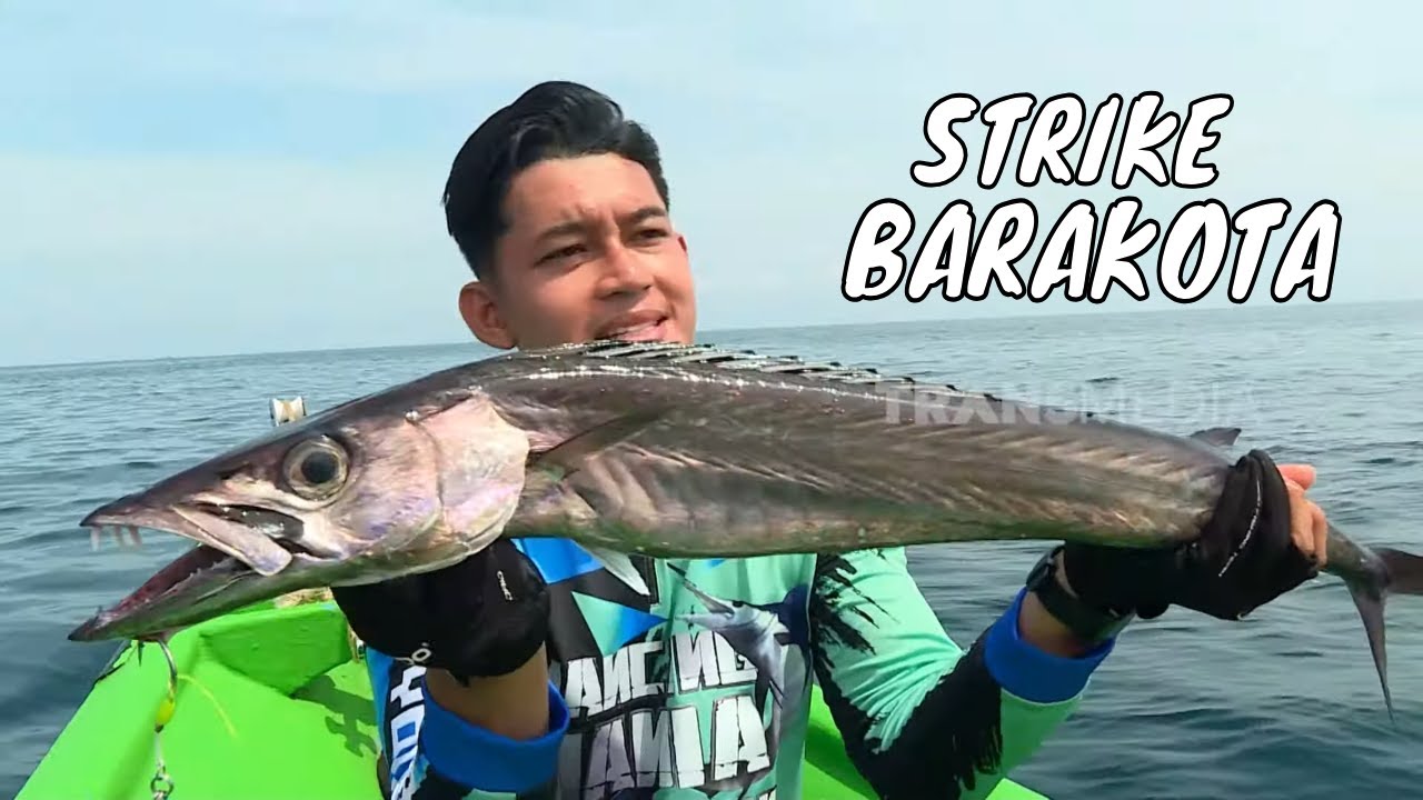 Sensasi Tarikan Barakota dan Ruby Snapper | MANCING MANIA STRIKE BACK ...
