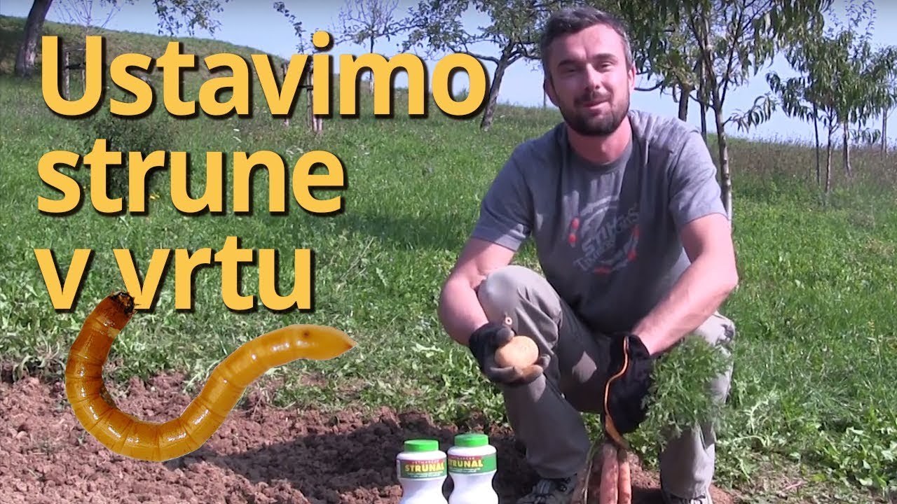 Ustavimo strune v vrtu - YouTube