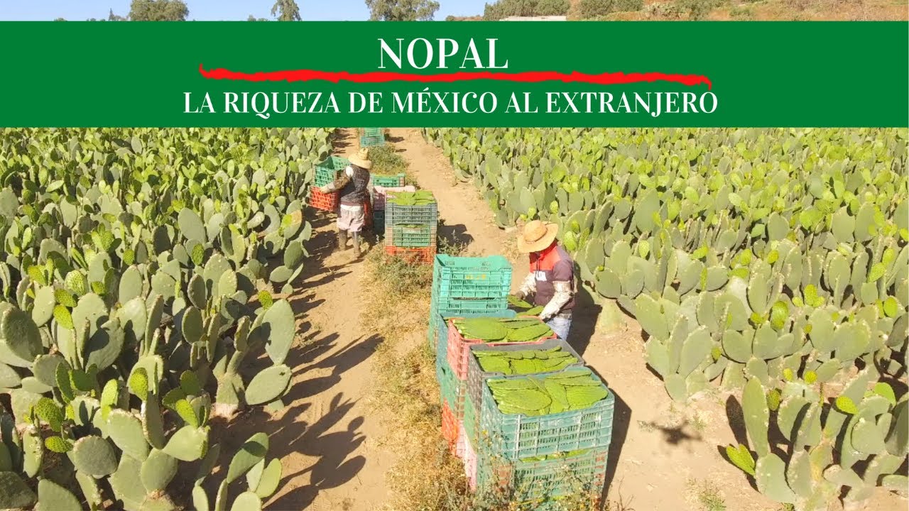 LA GRANDEZA DEL NOPAL. ASÍ SE SIEMBRA EL NOPAL EN MÉXICO - YouTube