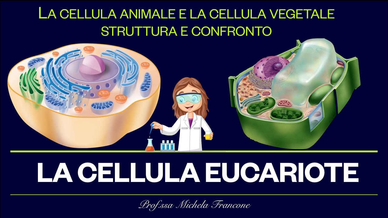 Cellula Animale E Vegetale Etichettata