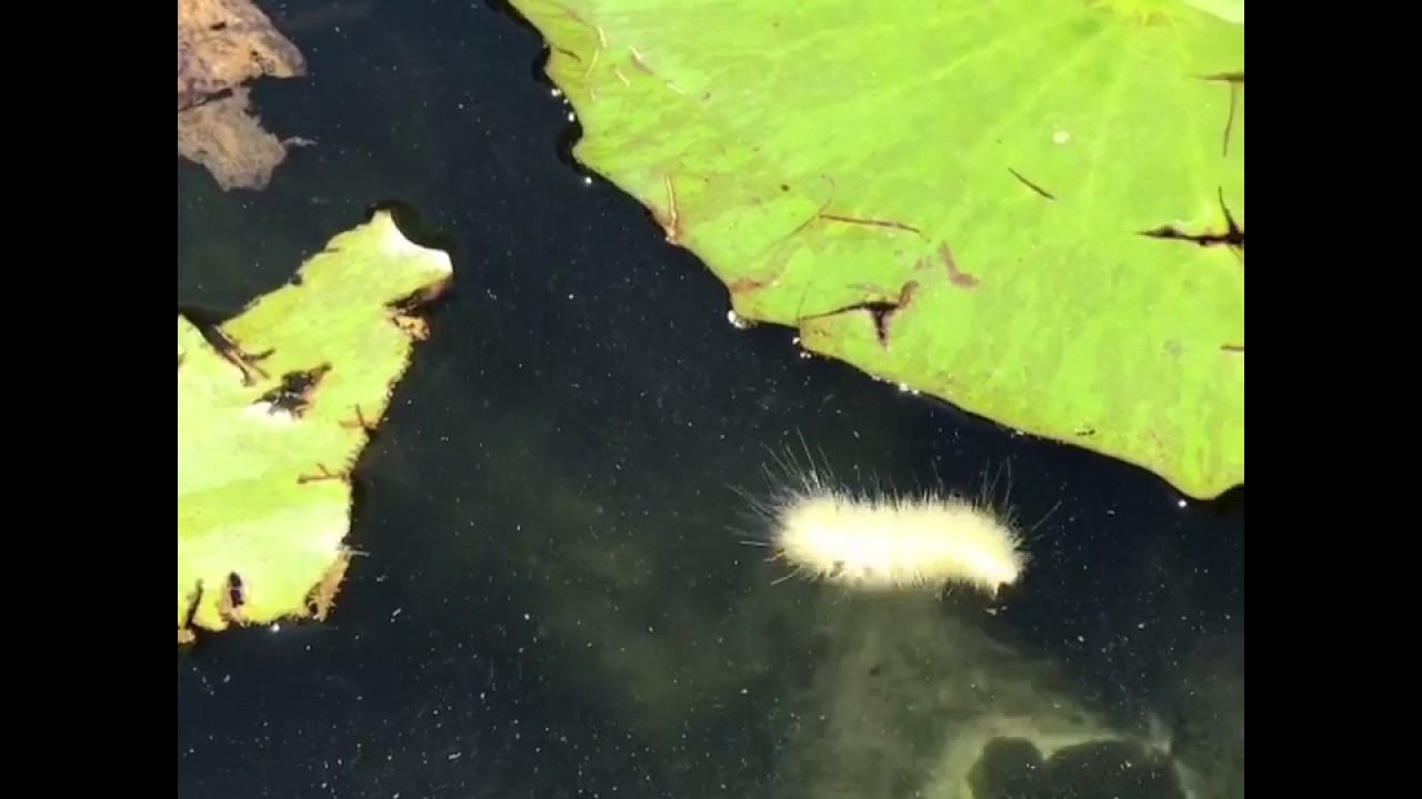Swimming Caterpillar - YouTube