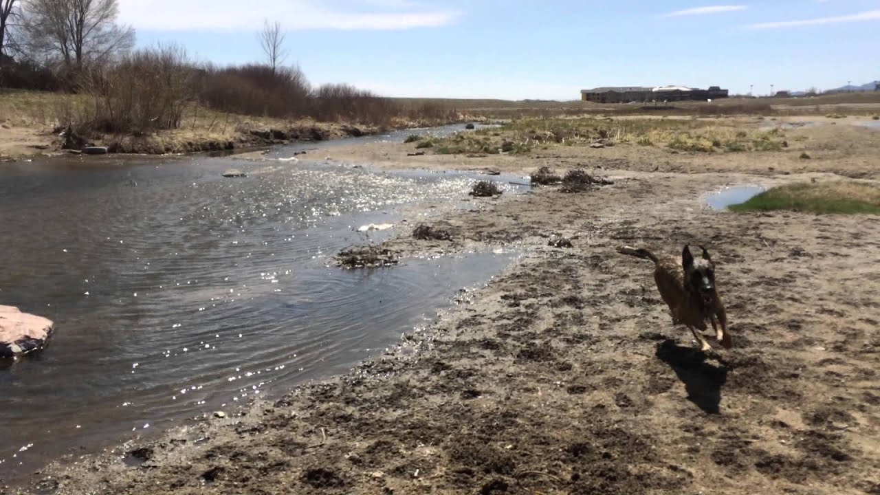 Crazy Belgian Malinois runs laps and swims. - YouTube