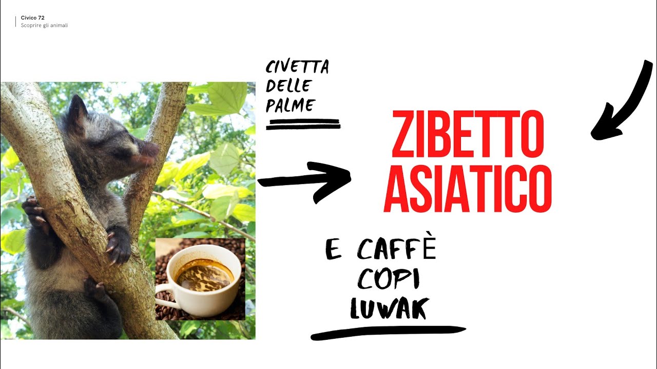 Il caffè Copi Luwak|Il caffè più caro al mondo|Il caffè ottenuto da un ...