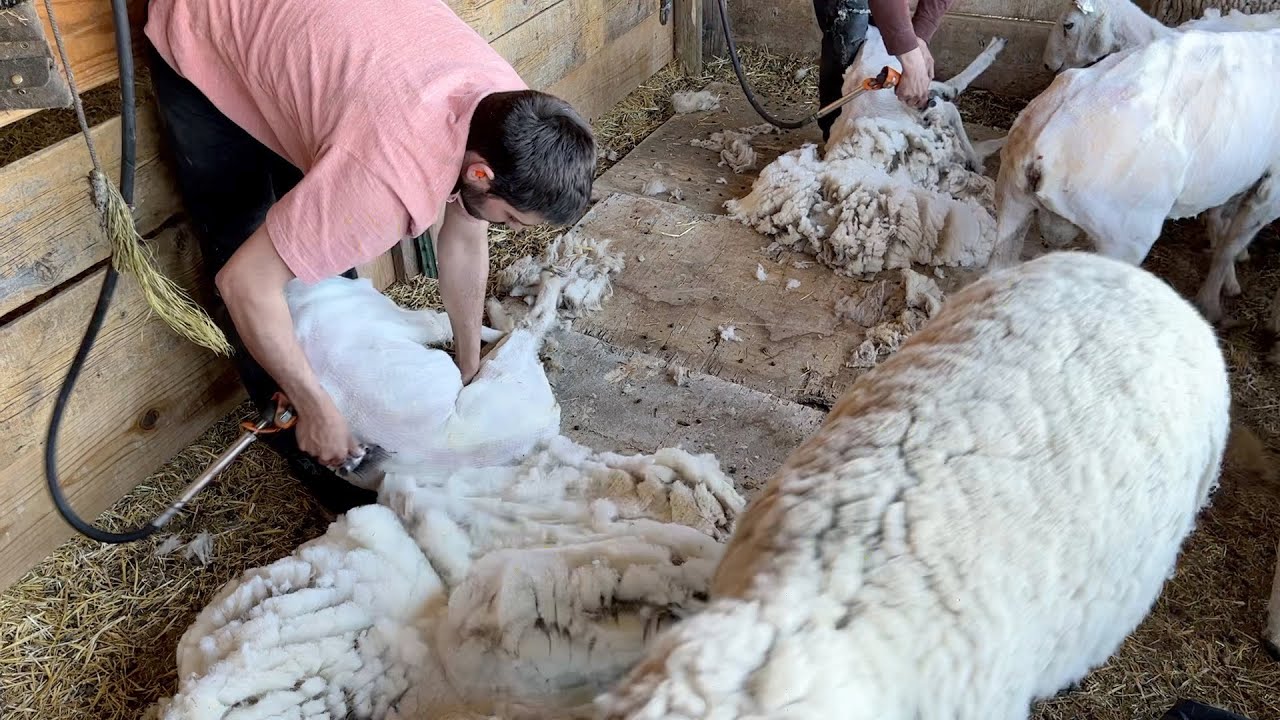 Sheep shearing March 2022 - 23 sheep in 30 minutes with BEFORE/AFTER ...
